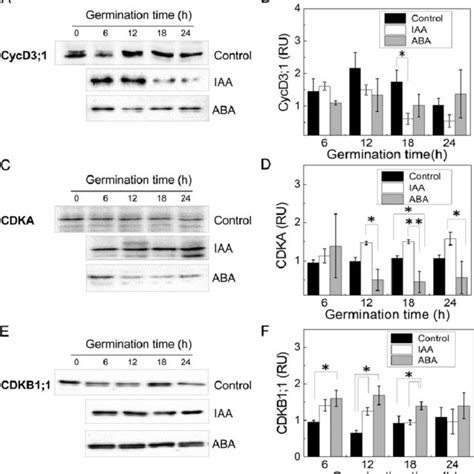 Zmcycd3 1 Protein Accumulation During Maize Germination Antibody