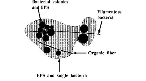 Schematic Illustration Of Activated Sludge Floc Structure 14