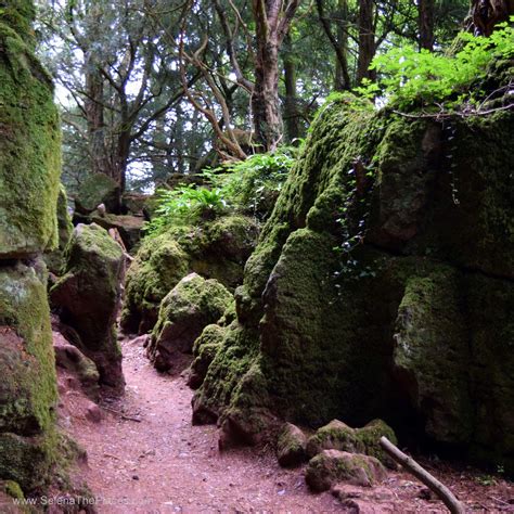 Puzzlewood In The Forest Of Dean Forest Of Dean London Town Cotswolds