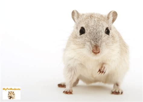 The Curious Gaze Why Does My Gerbil Stare At Me