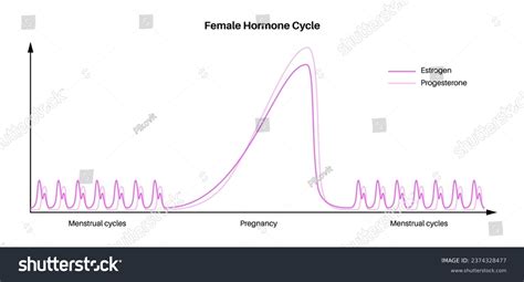 Female Hormones Lifestyle Graph Estrogen Progesterone Stock Vector Royalty Free 2374328477