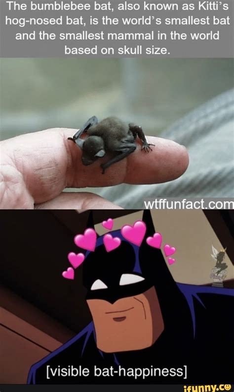 The Bumblebee Bat Also Known As Kittis Hog Nosed Bat Is The Worlds