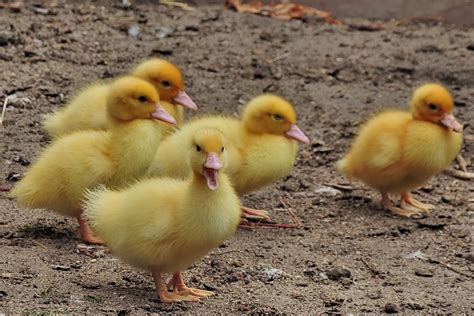 Real Life Ducks