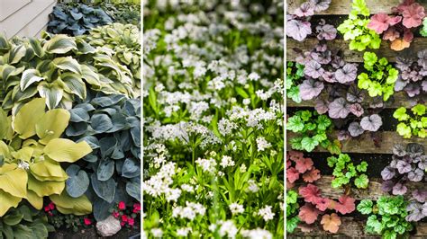 12 Stunning Shade Loving Ground Covers For Every Garden