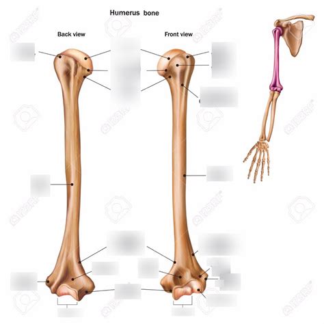 Humerus Diagram Quizlet