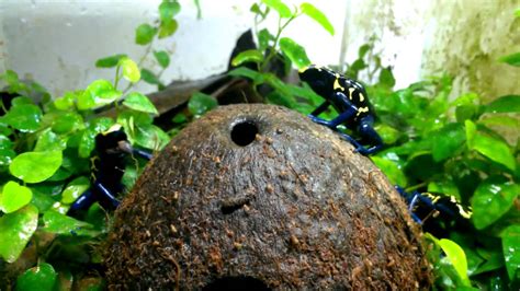 Dendrobates Tinctorious Feeding Youtube