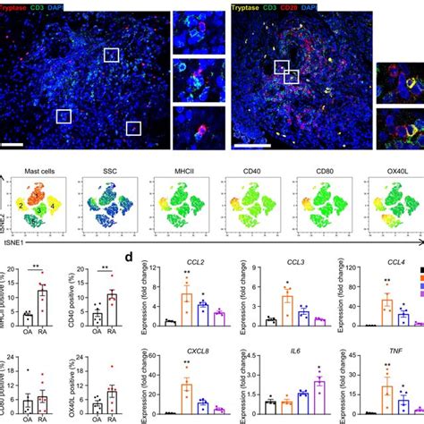 Mast Cells Under Ra Microenvironment Showed Altered Phenotypes A