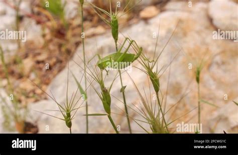 Grasshopper Color Stock Videos And Footage Hd And 4k Video Clips Alamy