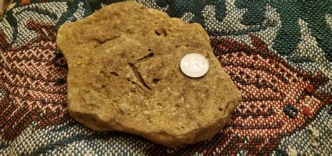 Trace Fossil R Fossilid