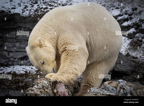 Scavenging Polar Bear Ursus Maritimus Eating The Carcass Of A