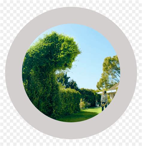 Thuya Hd Png Download Vhv