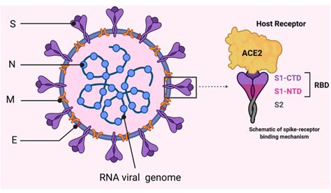 Deadly Virus Structures Point To New Vaccine Design Directions Assignment Point