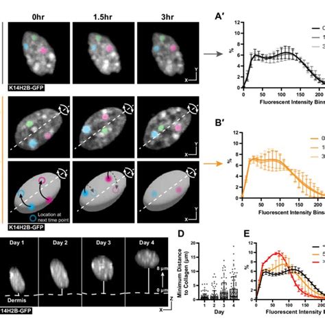 Chromatin Architecture Remodeling Through Epidermal Differentiation