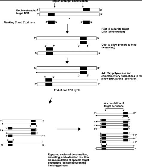 The Role Of Dna Amplification Technology In The Diagnosis Of Infectious