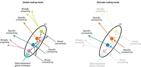 potential network architecture for state dependent modular coding in