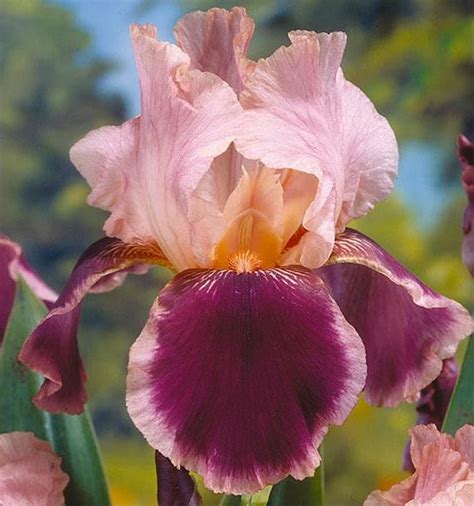 Iris Germanica Wine And Roses