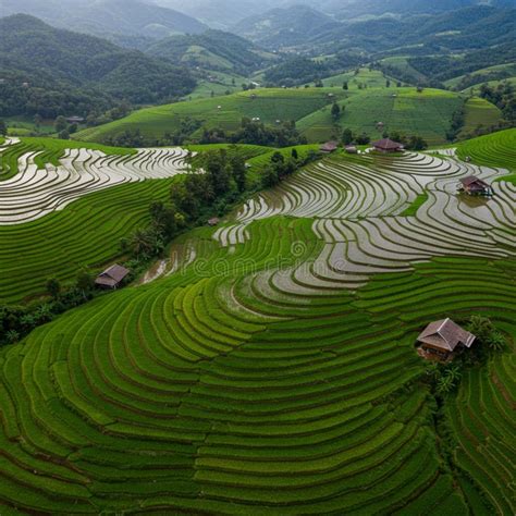Lush Terraced Rice Fields Stretch Across A Hilly Landscape With