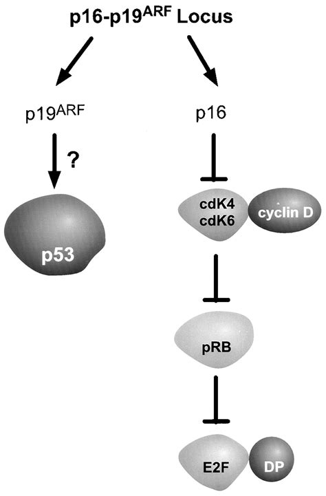 Splicing Into Senescence The Curious Case Of P16 And P19arf Cell
