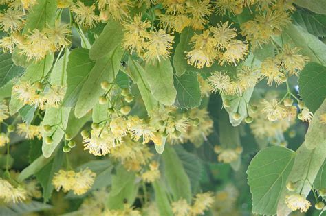 ცაცხვი Tilia ალერგოლოგიური პროგნოზი Vidal Ge