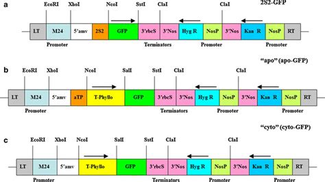 physical structures of the gene constructs components are listed from