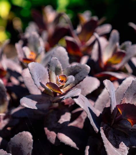 Sedum X Puff Pastry™ Raspberry Stonecrop From Prides Corner Farms