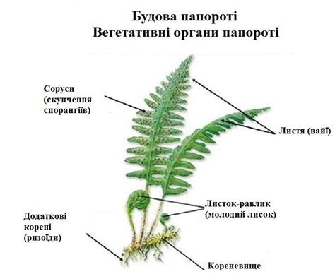 6 клас Біологія Урок 4 Папороті
