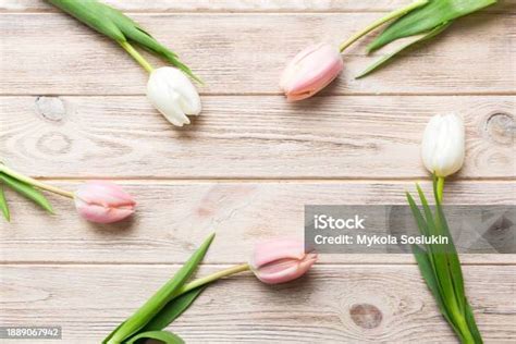 분홍색과 흰색 튤립은 색깔이 있는 휴일 프레임 배경에 있다 3월 8일 생일 어머니의 날을 위한 꽃 봄 배경 복사 공간 평면도 플랫 레이 0명에 대한 스톡 사진 및 기타