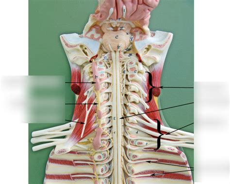 Upper Spinal Cord Lab Diagram Quizlet
