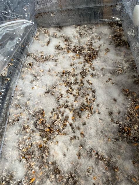 I Just Had A Fully Colonized Tub And Added More Substrate And Mixed It