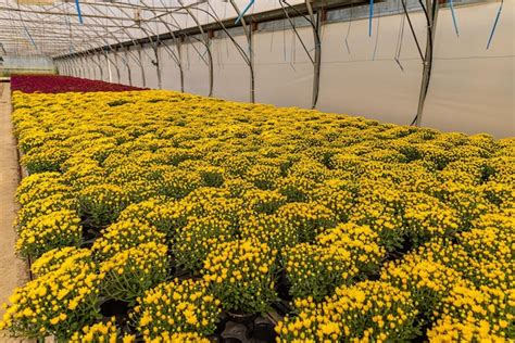 Premium Photo Flowers Production And Cultivation