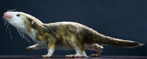 Mammals Evolutionary Success Relied On Our Ancestors Growing Very Tiny
