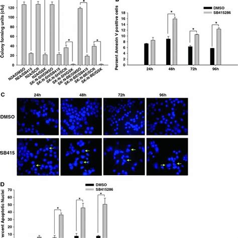 Gsk 3β Inhibition Induces G2m Accumulation In Neuro 2a Neuro 2a Cells