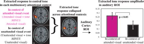 Fmri Response Showing The Multisensory Attentional Context Effects On Download Scientific