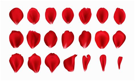 Realistic Elements Set Of Rose Petals Rose Petals Flowers Plants
