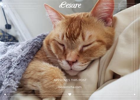 Chapter 814 Dear Diary Christmas Cookie Massacre