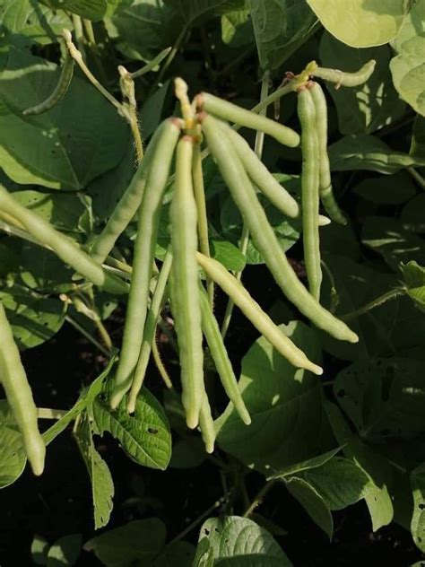 မတ်ပဲ ပဲတီစိမ်း စိုက်တောင်သူများ ဆုံဆည်းရာ Facebook