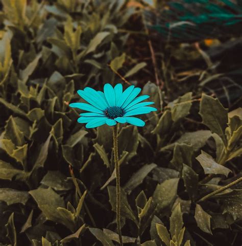 عبدالرحمن شيخ احمد