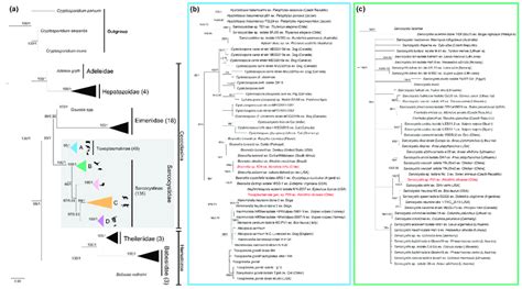consensus tree inferred from a subset of apicomplexan species using