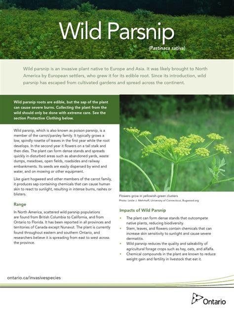 Wild Parsnip Fact Sheet Pdf Herbicide Plants