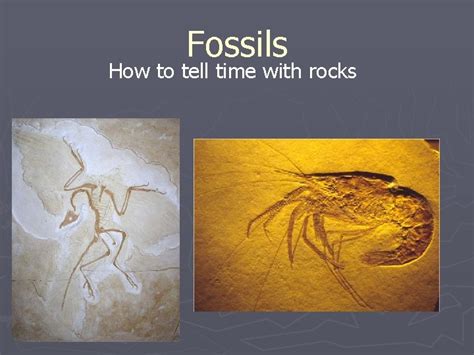 Fossils How To Tell Time With Rocks Looking
