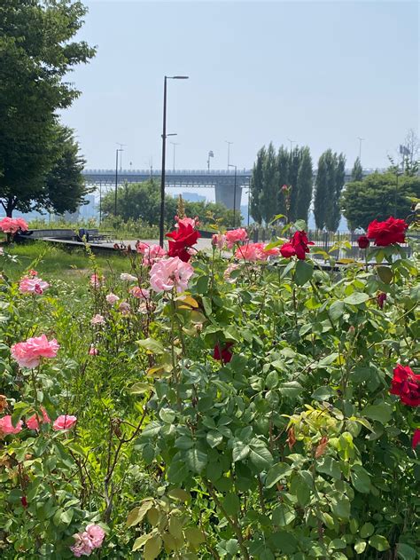 Onf Community Post 오랜만에 운동겸 산책겸 한강에 나갔다왔어요 날은 진짜 너무너무 더웠지만😅😅 그래도 풍경은 참 예뻤어요💕 그리고 산책길에 사람이