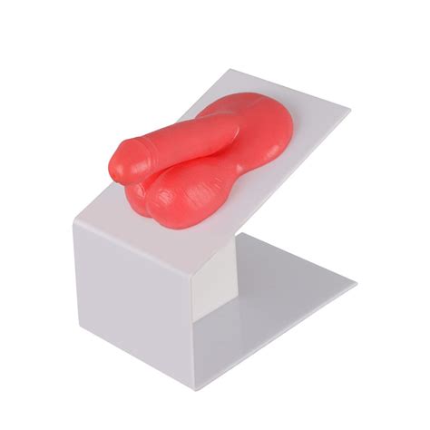 Human Medical Internal And External Genital Organ Model Simulation In