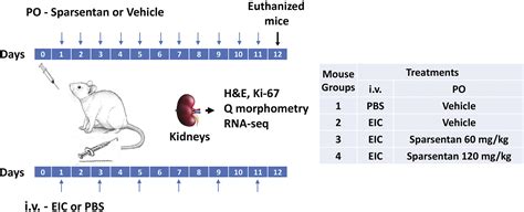 Sparsentan Ameliorates Glomerular Hypercellularity And Inflammatory