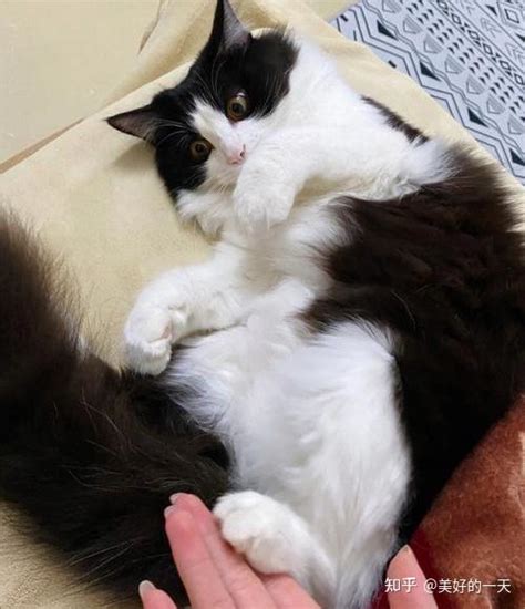 奶牛猫 轻轻咬你”，并不是在跟你玩，不要误会它了！ 知乎