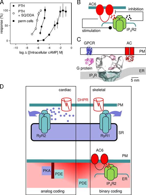 Binary And Analogue Signaling By Camp A Comparison Of The Effects Of
