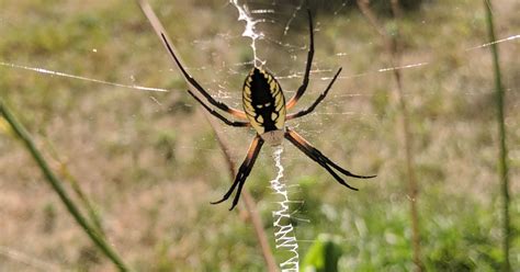 The Writing Spider Are Na