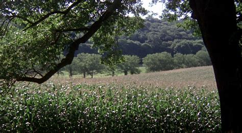 Cult Film Freak Reviving Woody Allens A Midsummer Nights Edy