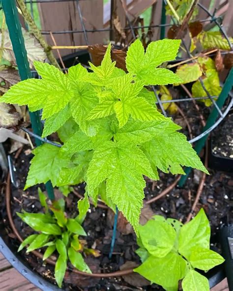 Plant Faqs Citrus Reticulata Mandarin Orange