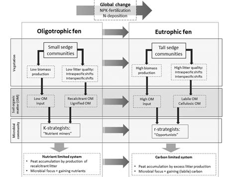 4 Simplified Hypothetical Flowchart Showing Contrasting Pathways For