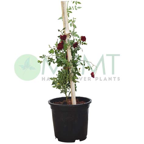 Creeper Rose Climbing Rose Plant Red Myplantmytaste
